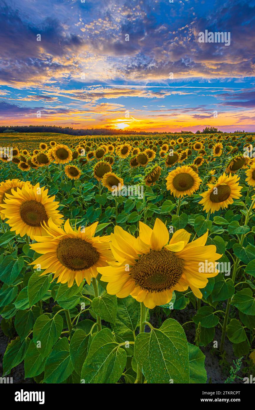 Cloudy summer evening in a landscape. Sunset over a field with rows of ...