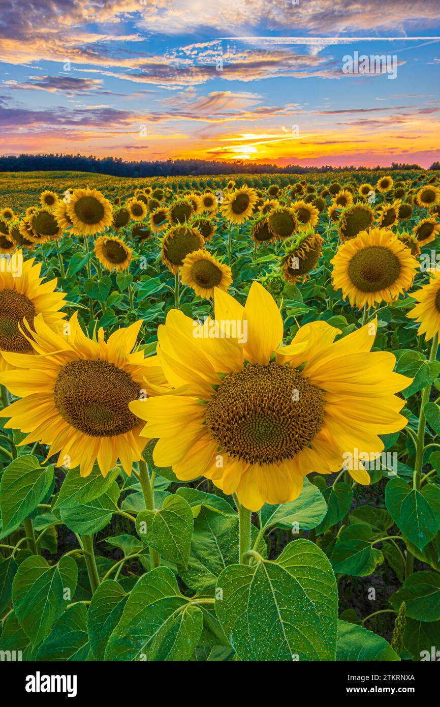 A farmer's field with sunflowers. Landscape in the evening in summer at ...