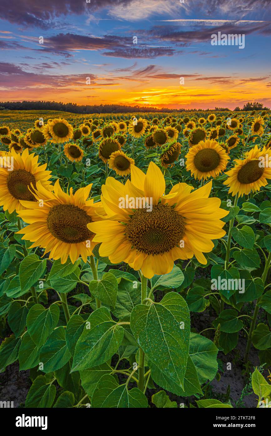 Evening mood of a landscape. Field with lots of sunflowers at sunset ...