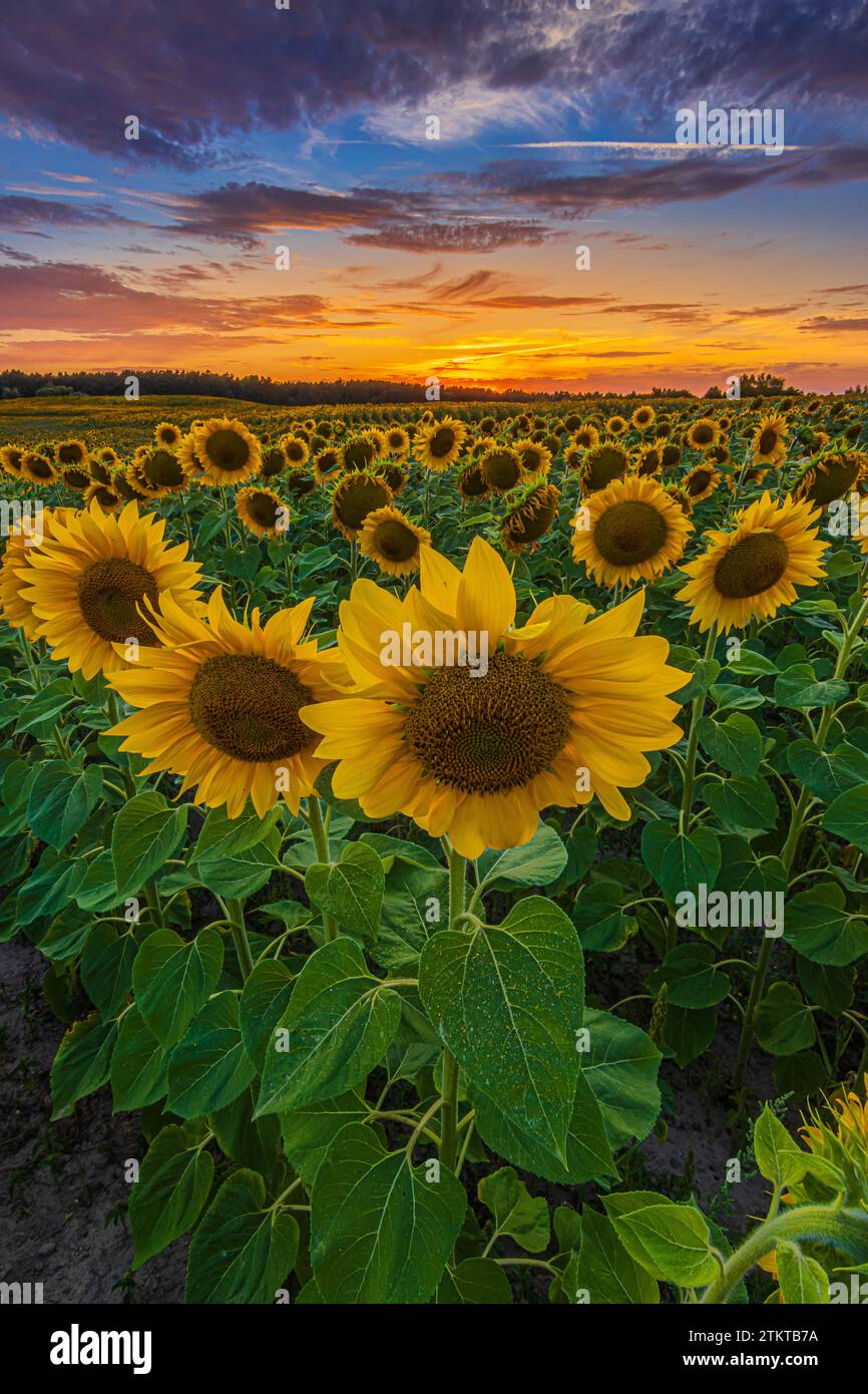 large opened flowers of many sunflowers on an agricultural field ...