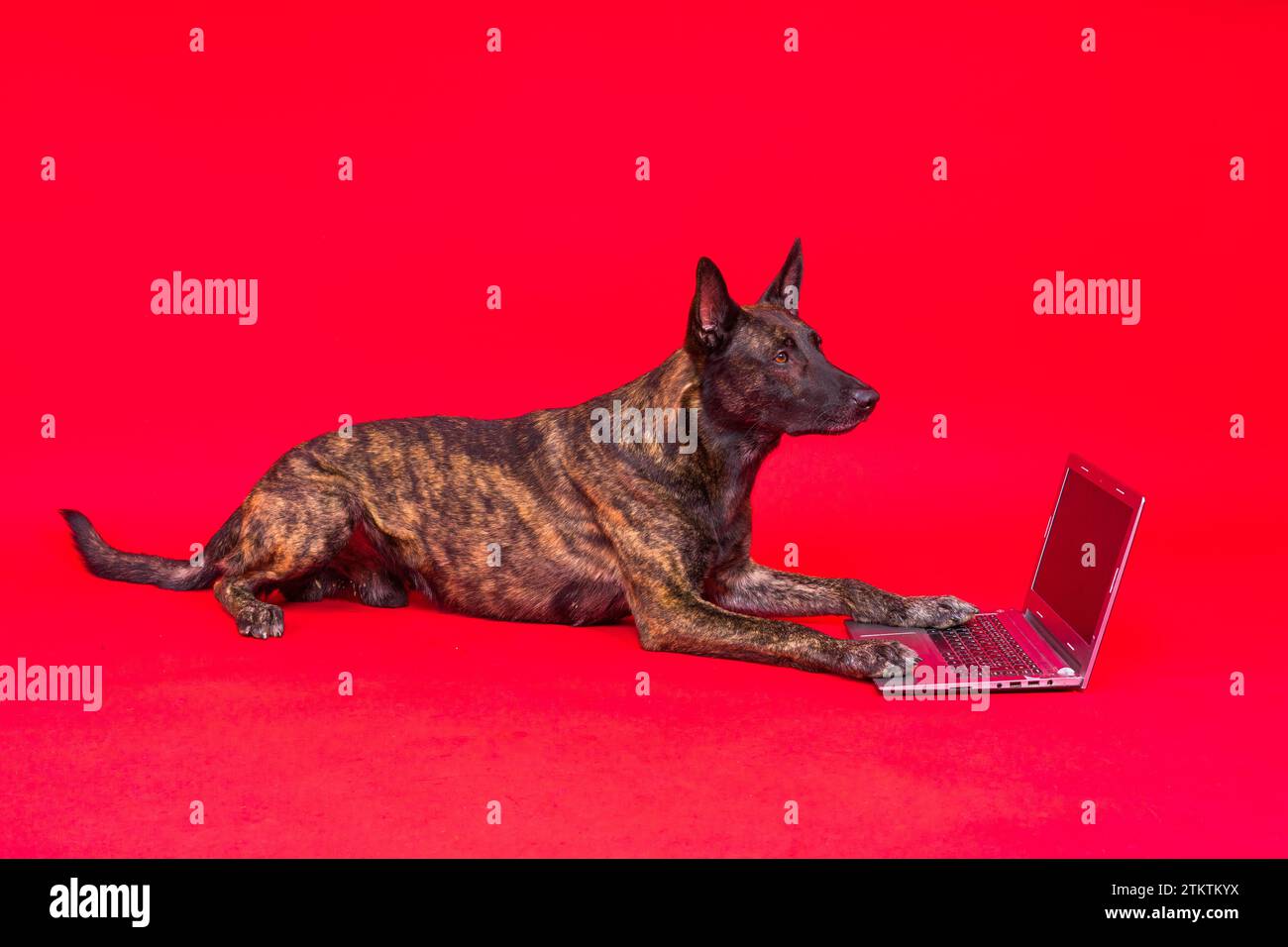 A bossy looking dog Dutch shepherd at a computer. Concept of a strict ...