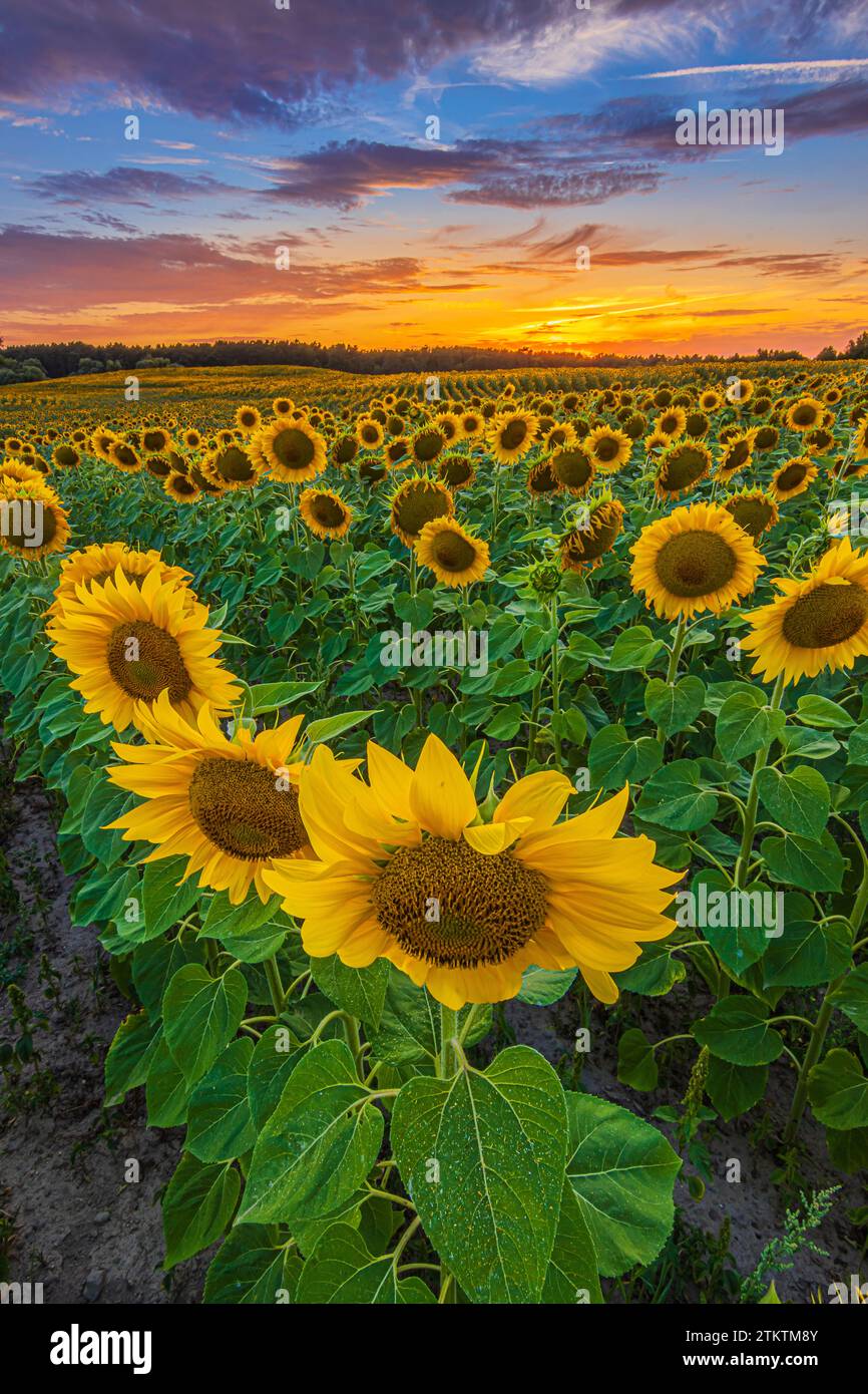 Field with many crops at sunset. Rows full of flowers create an evening ...