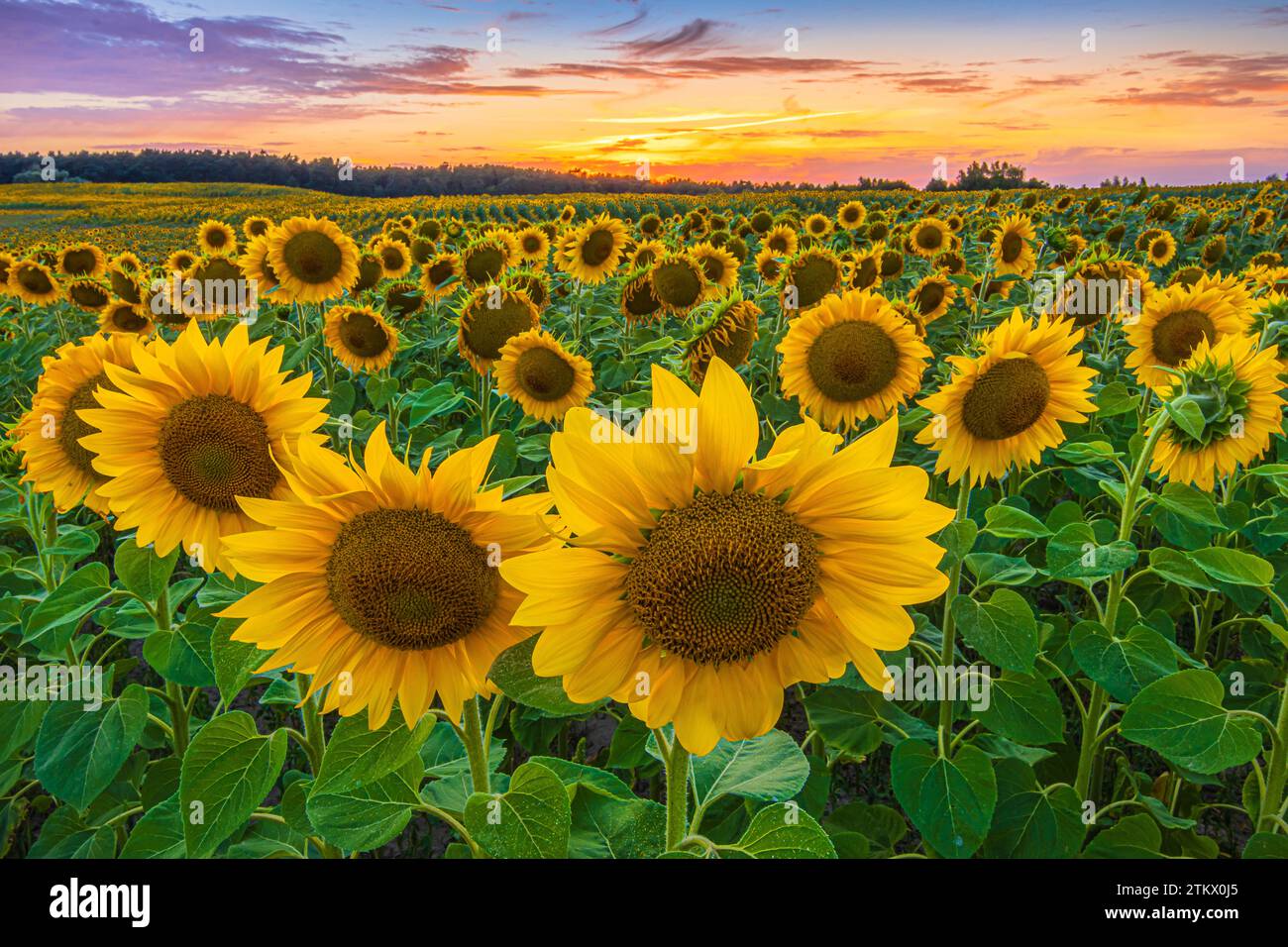 large flowers of sunflowers in the foreground of a field with many ...