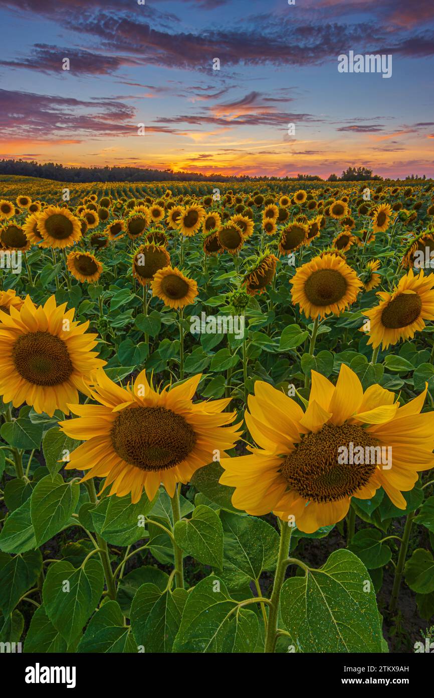 Evening sun sunflower hi-res stock photography and images - Alamy