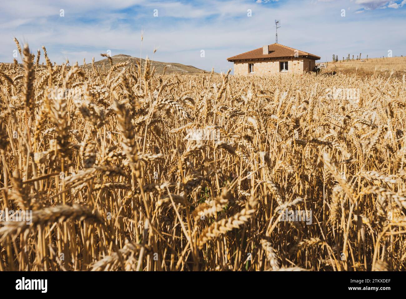 Wheat fields and an old farmhouse in a small village in Northern Spain ...