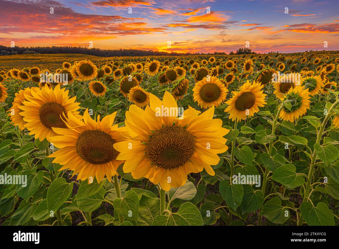 Sunflowers in morning summer field hi-res stock photography and images ...