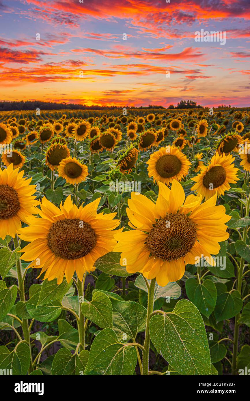 Many colors of sunset hi-res stock photography and images - Alamy