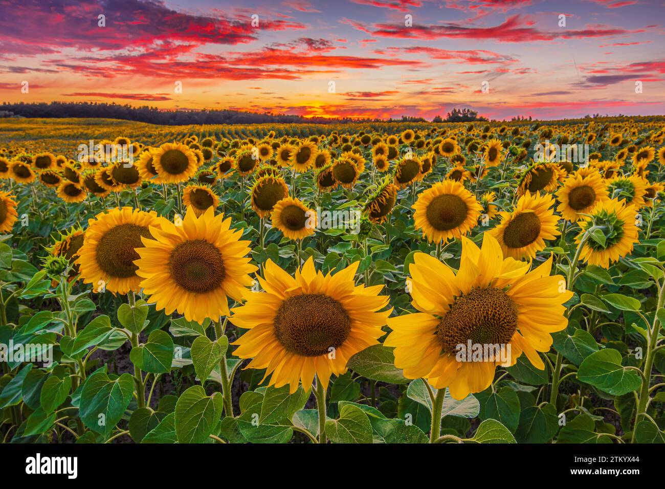 Field with lots of sunflowers in summer evening. Landscape with sunset ...