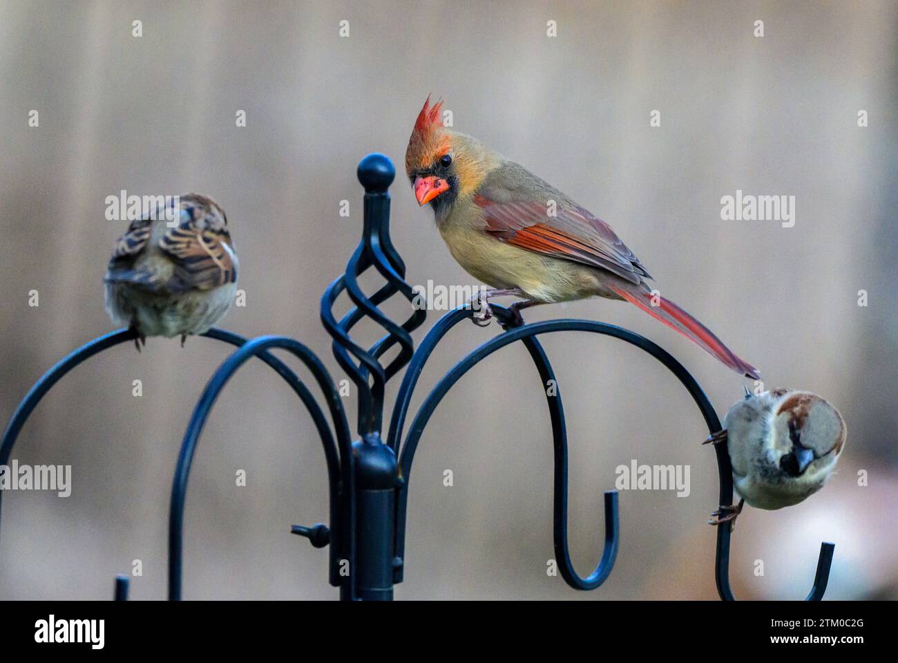 Our fine feathered friends hi-res stock photography and images - Alamy
