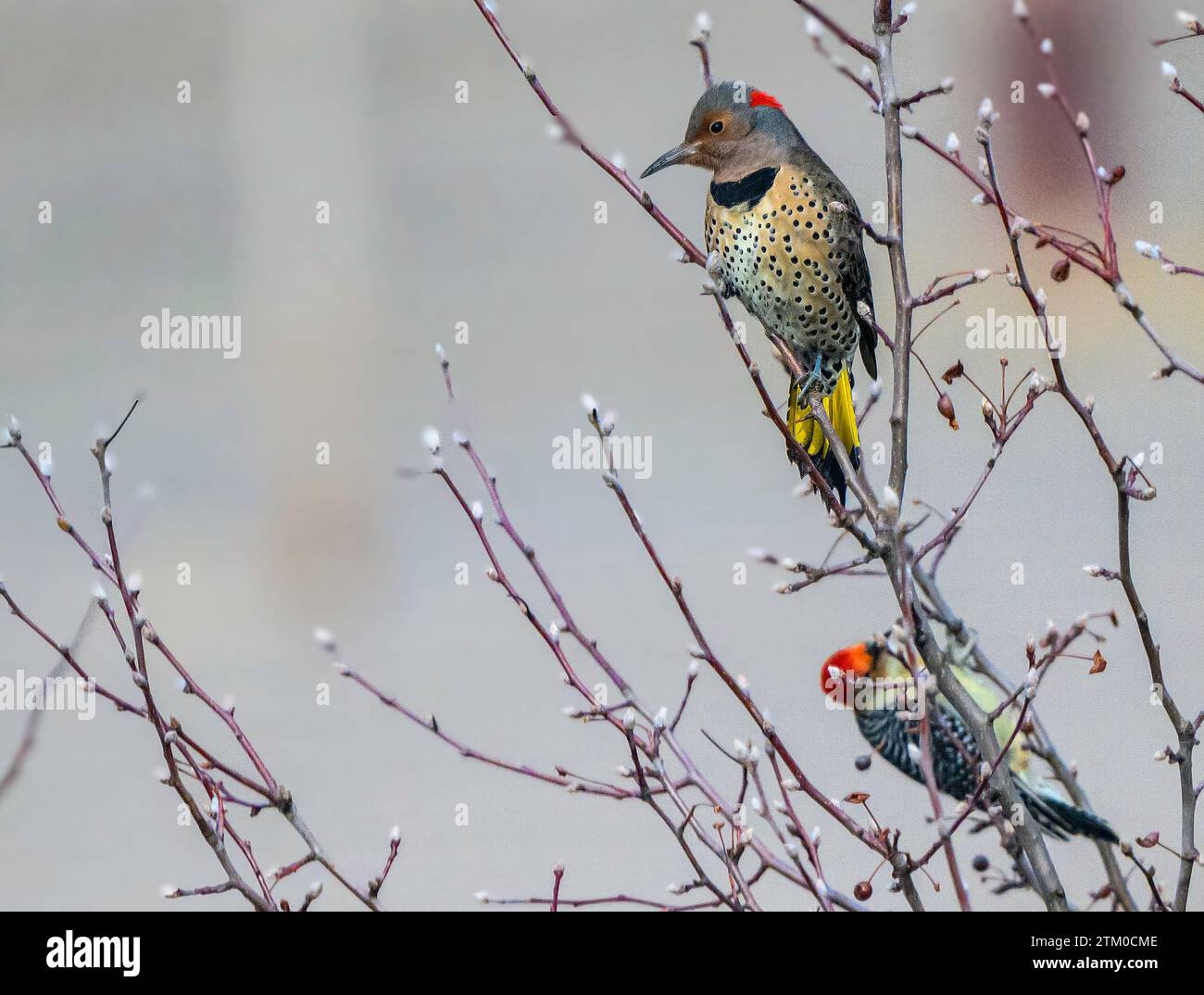 Flickers profile hi-res stock photography and images - Alamy Flickers profile hi-res stock photography and images - Alamy