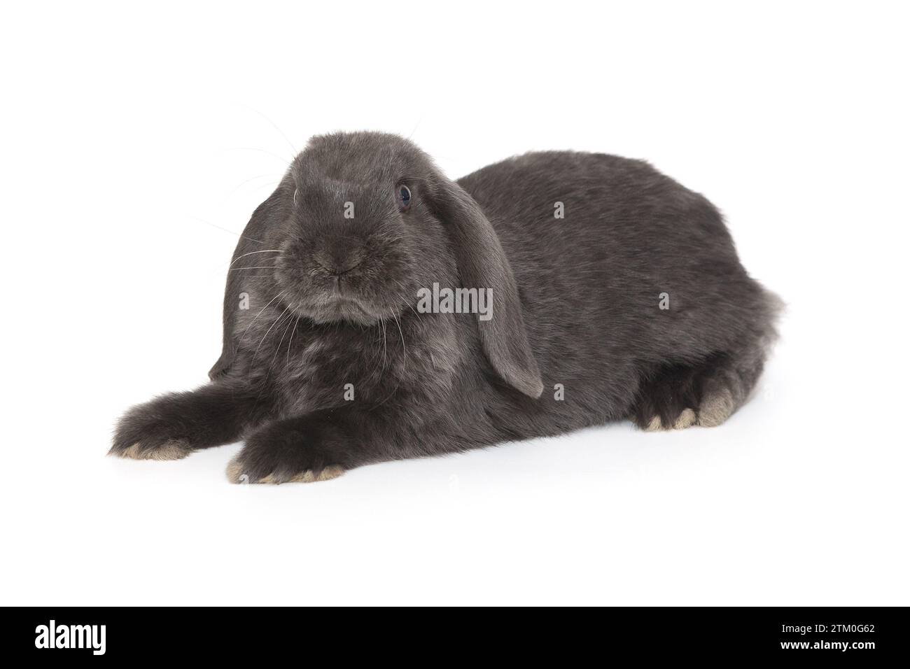 Little decorative fold rabbit in grey, isolated on a white background ...