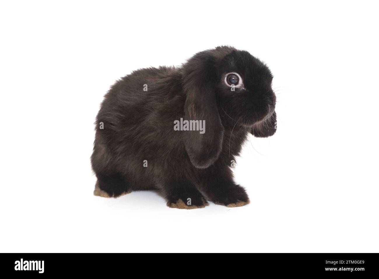 Little decorative fold rabbit in black, isolated on a white background ...
