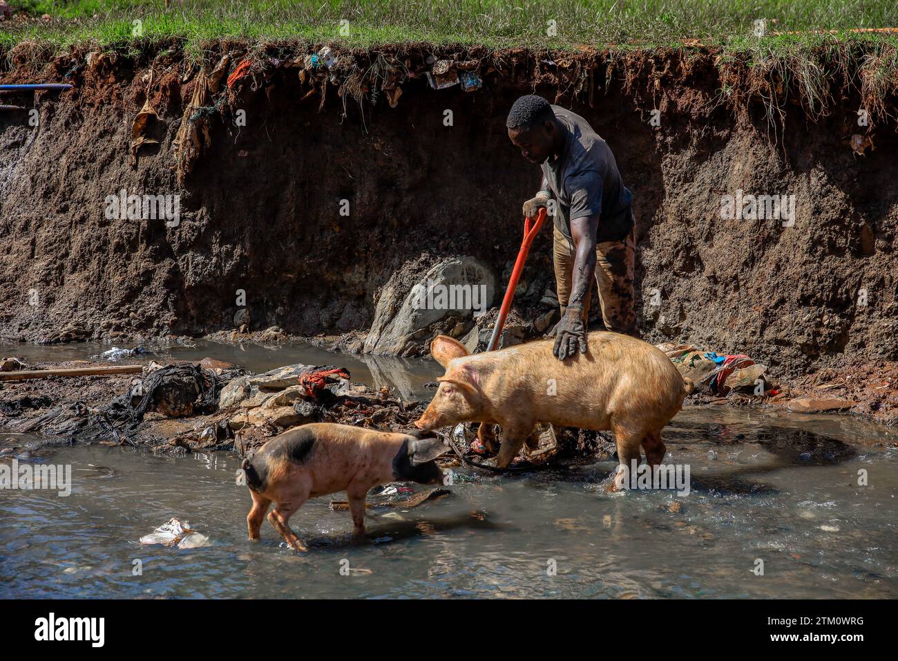 Pigs walking to a man cleaning a sewer river running through Kibera Sum ...