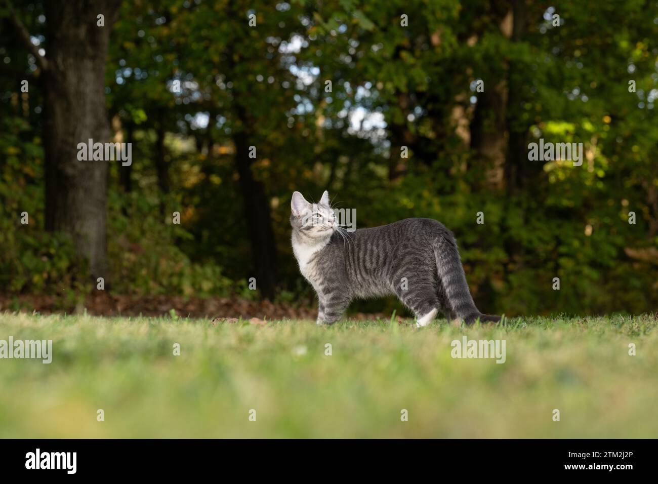 Cute tabby cat outside in a yard with green grass and trees in the ...