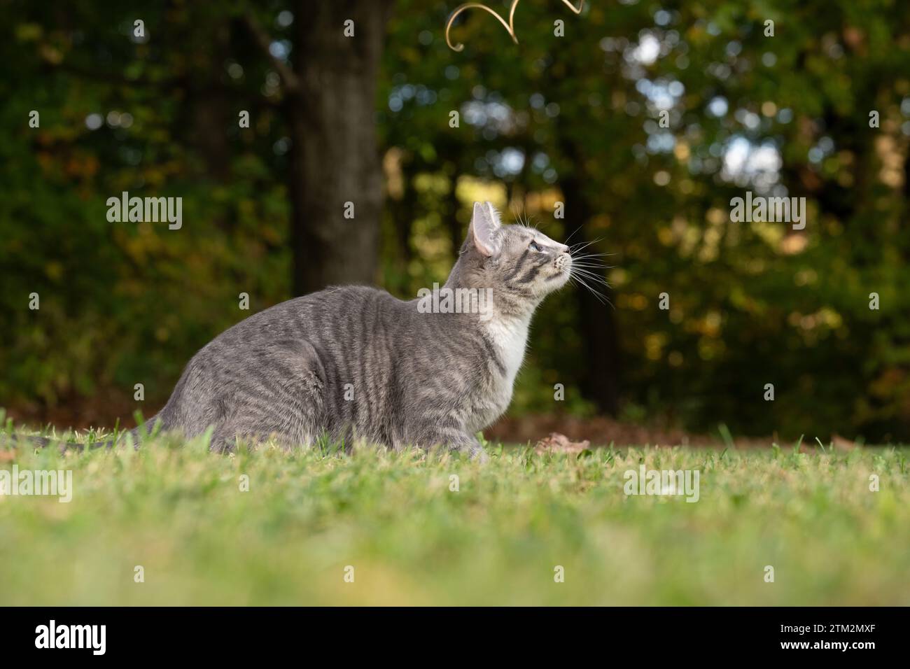 Cute tabby cat outside in a yard with green grass and trees in the ...