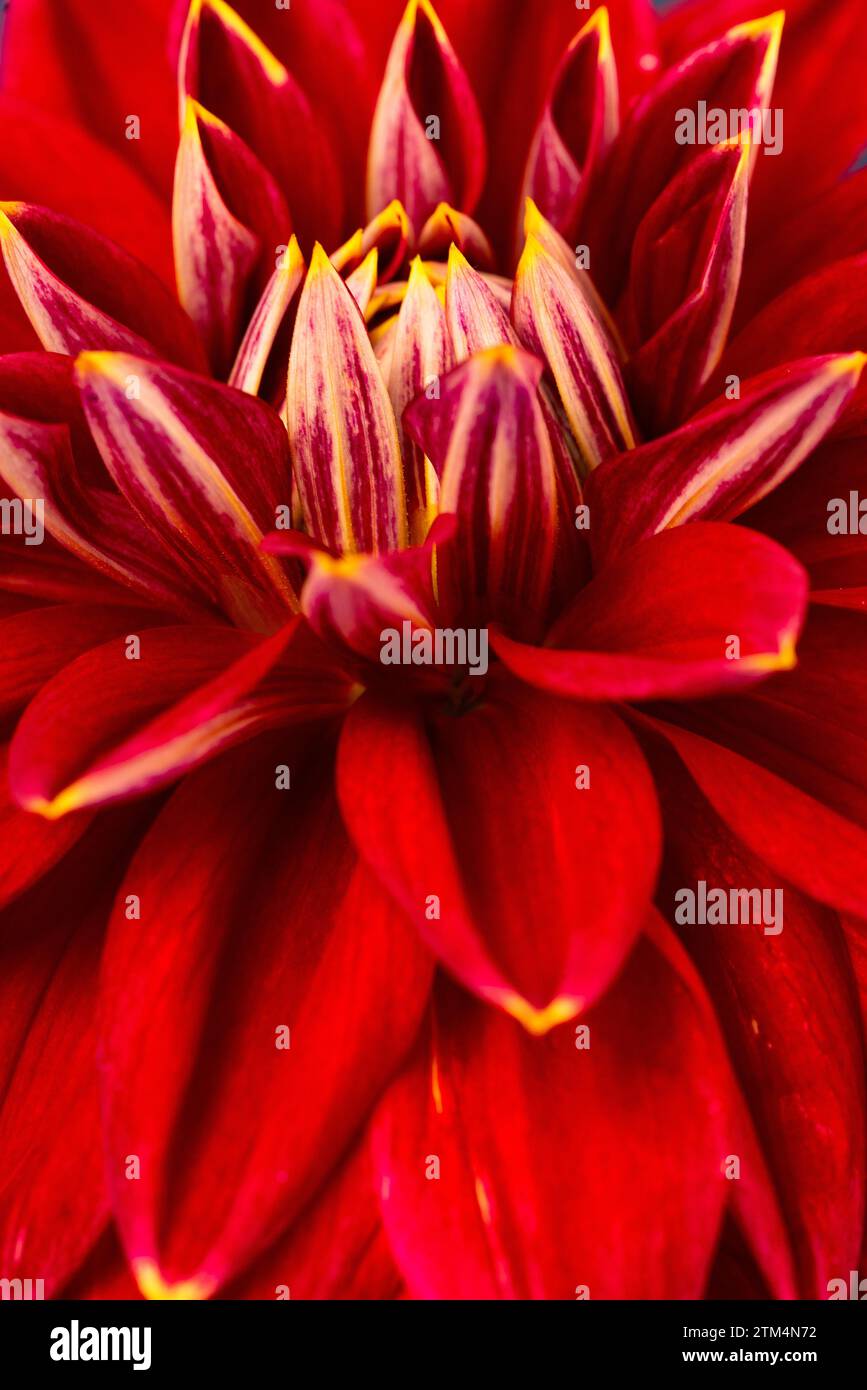 A Close Up of a red dahlia Stock Photo - Alamy