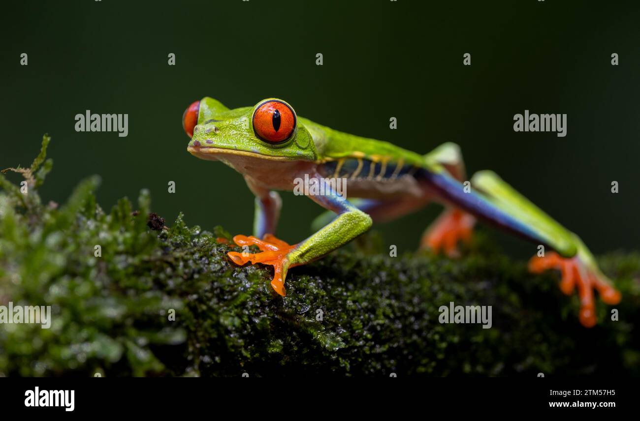 Red-eyed tree frog in the rainforest of Costa Rica Stock Photo - Alamy