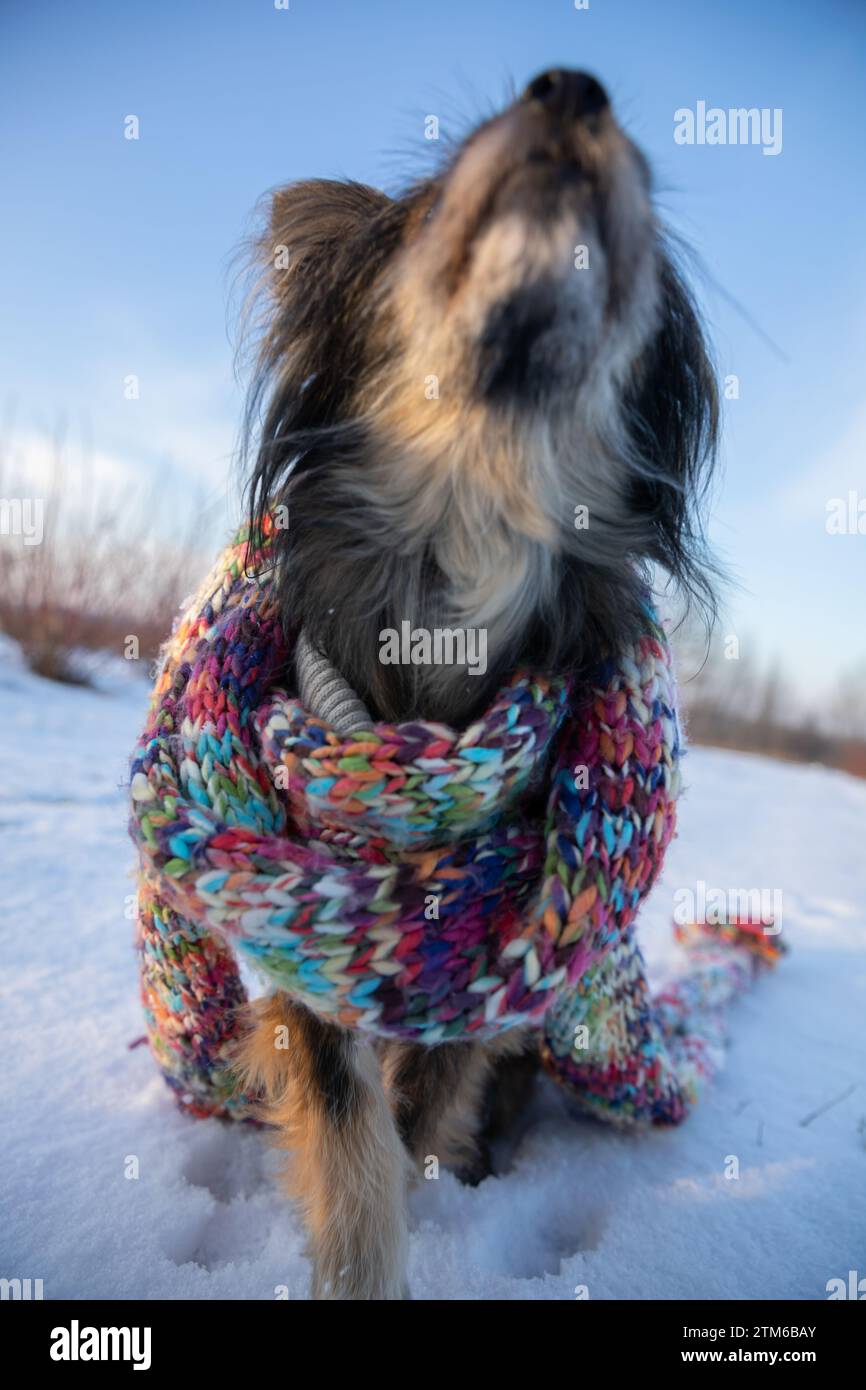 A blurred dog's muzzle seen in close-up from below Stock Photo - Alamy