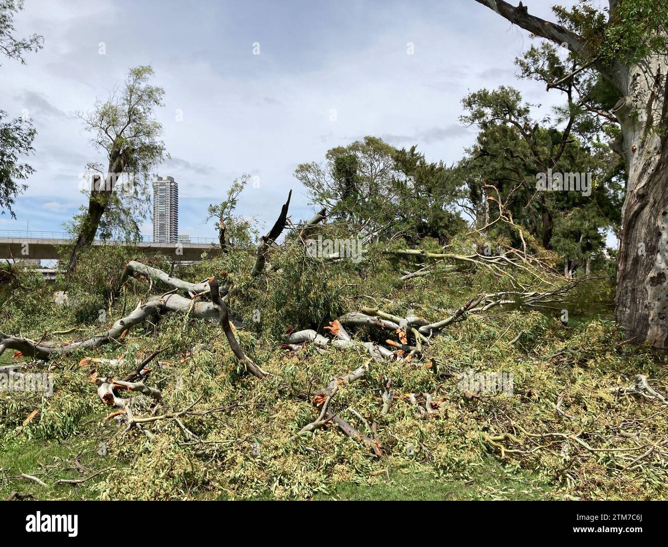 broken and fallen trees at a park after a severe storm in Buenos Aires ...