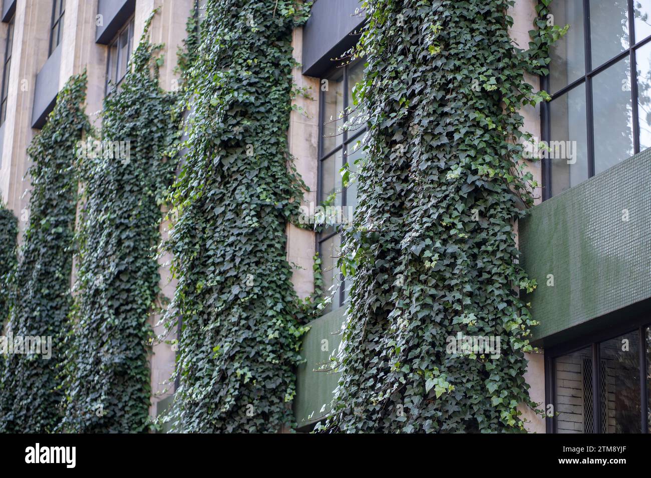 House covered with vertical ecological bio-wall. Decorative ivy plant ...