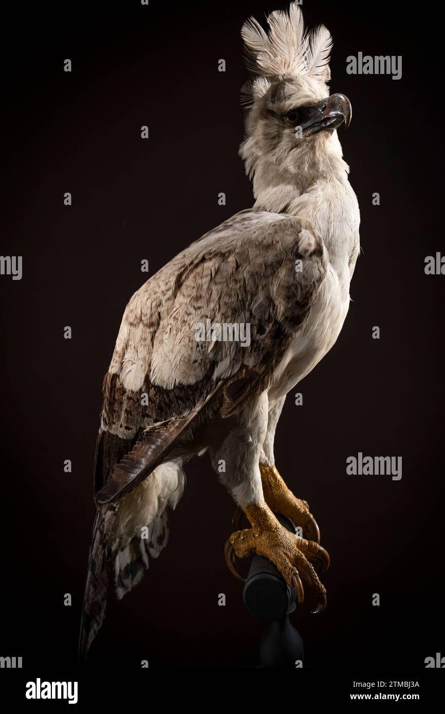 Paris, France - 12 15 2023: The Great Evolution Gallery of Paris. View ...