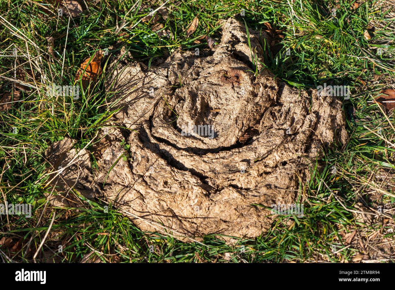 Cow dung. Cattle poop. On the frozen ground.Natural fertilizer. Winter ...