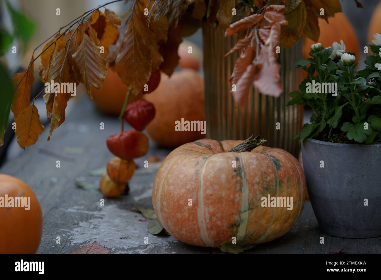 Halloween decor with various pumpkins, autumn leaves, decorative ...