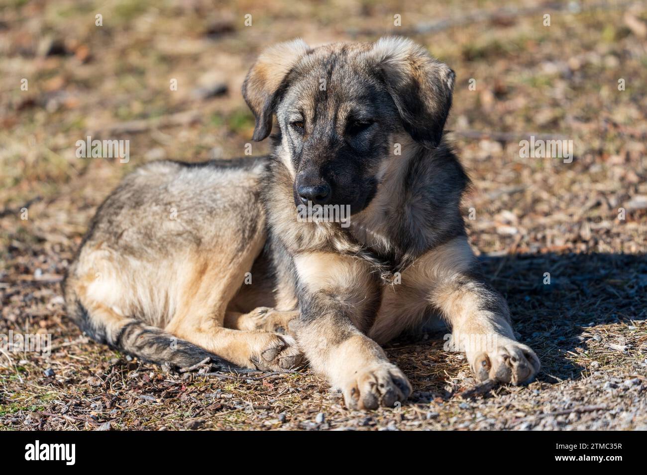 Portrait of the young puppy, catalan sheep dog. Purebreed. Resting on ...