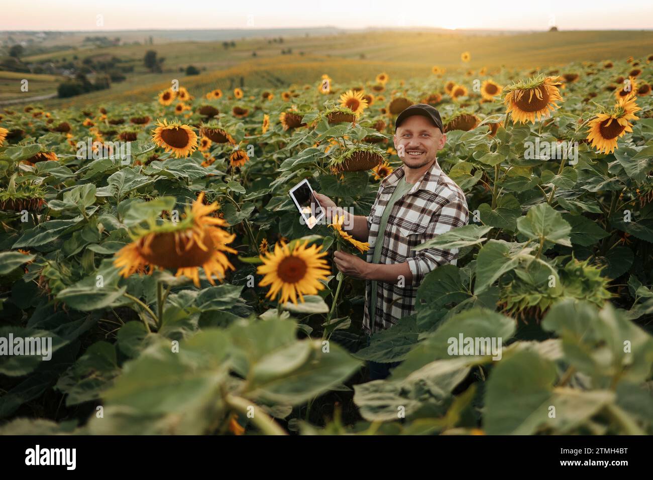Smart farmer. Young agronomy is using smart digital tablet at sunflower ...