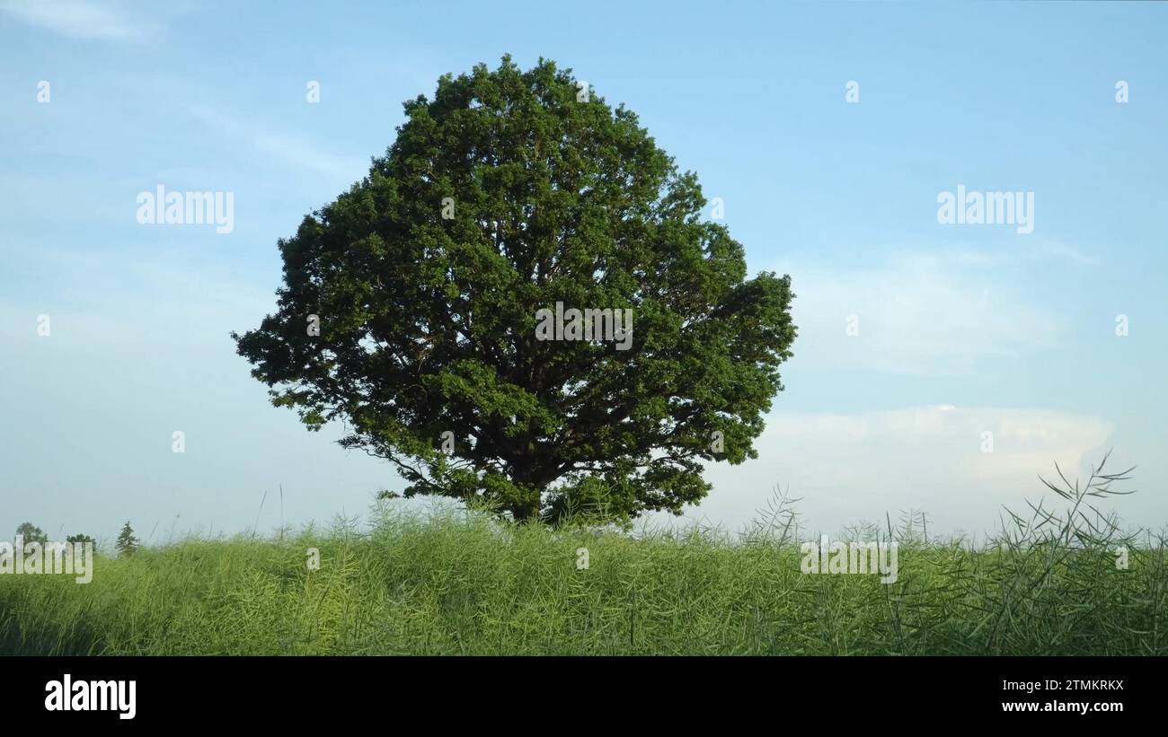 Big oak tree hi-res stock photography and images - Alamy