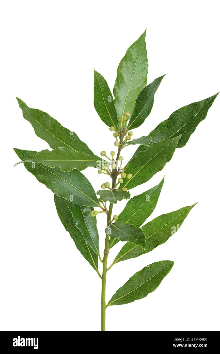 Fresh Laurel leaves isolated on white background. Green bay leaf Stock ...