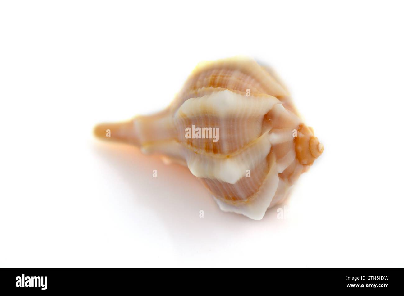 beautiful sea shell on white background 1 Stock Photo - Alamy