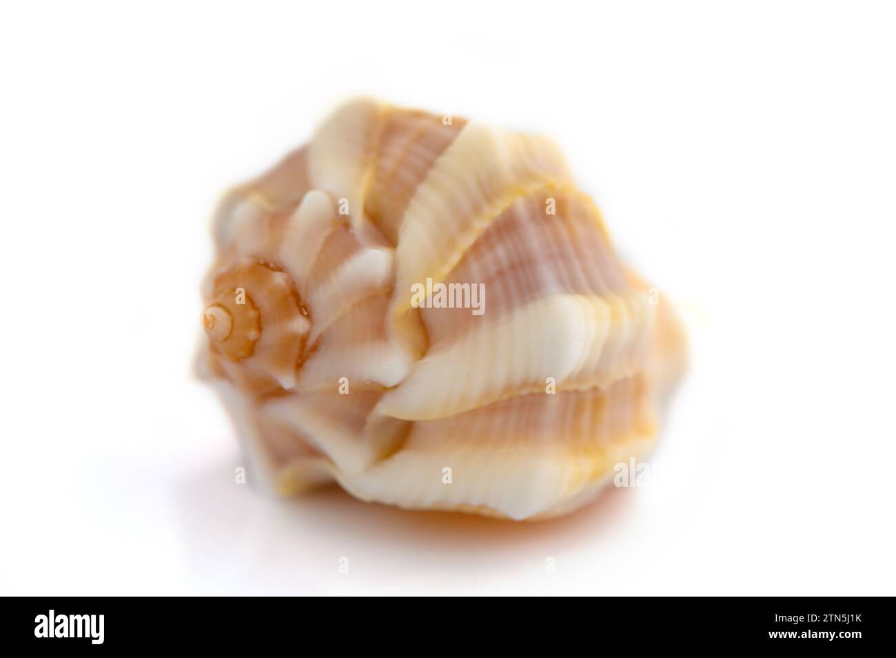 beautiful sea shell on white background 2 Stock Photo - Alamy