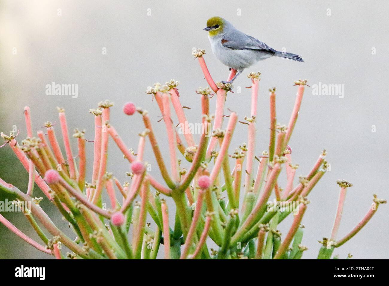 Firestick cactus hi-res stock photography and images - Alamy