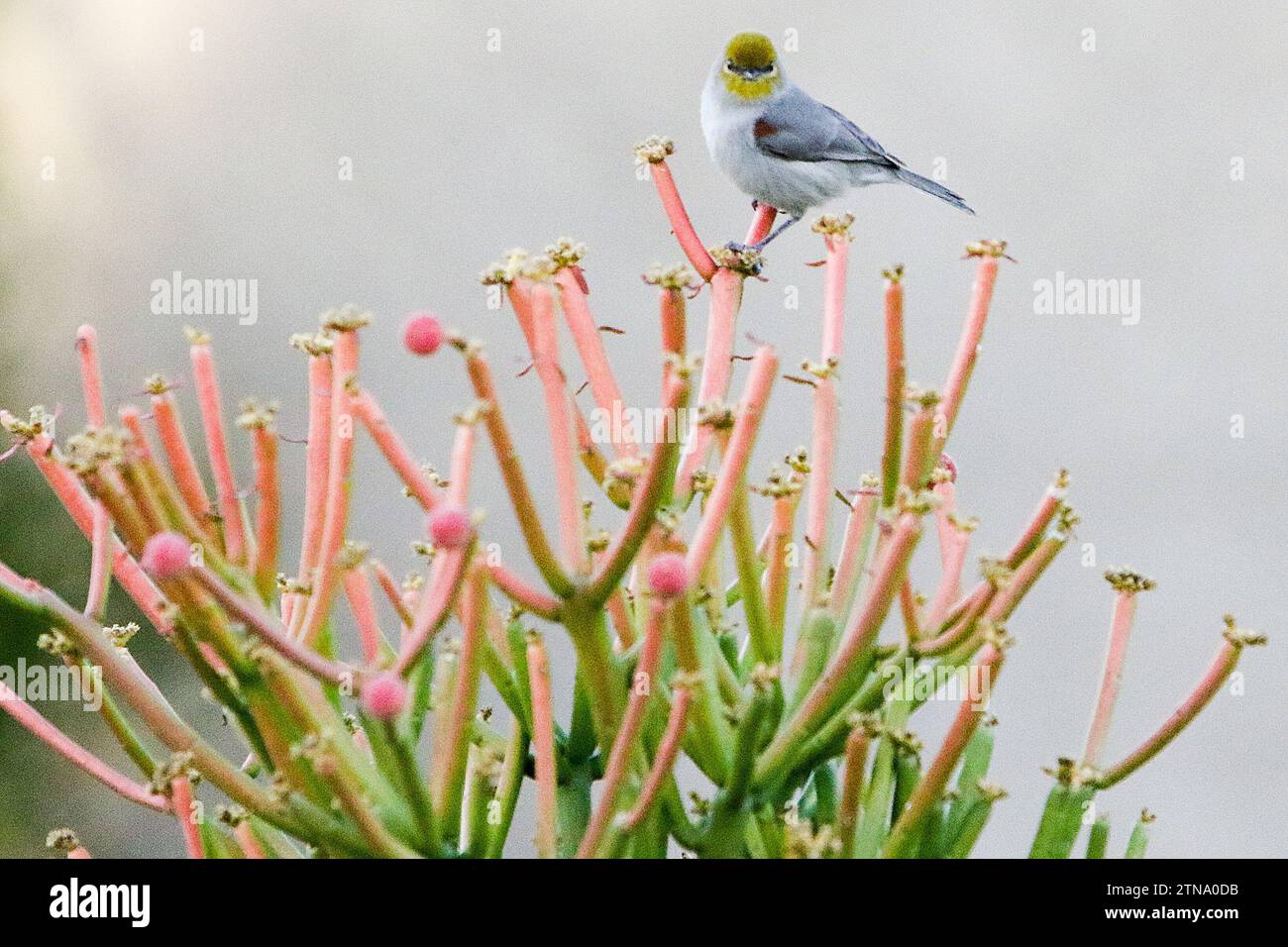 Firestick cactus hi-res stock photography and images - Alamy