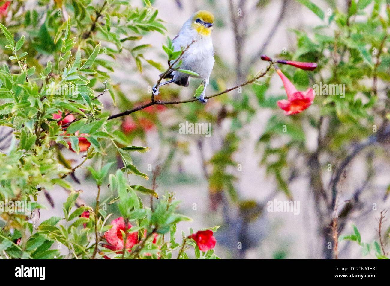 A Verdin sits on a Tecoma Bells of Fire plant Stock Photo - Alamy