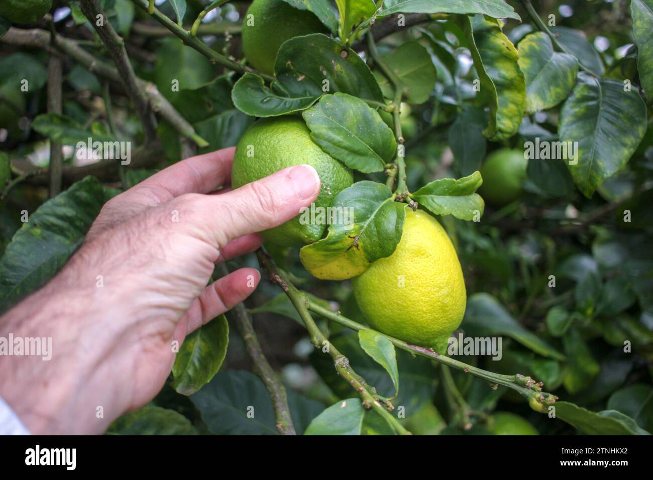 Citrus Embrace: Touching Vibrant Lemons on the Lemon Tree Stock Photo ...