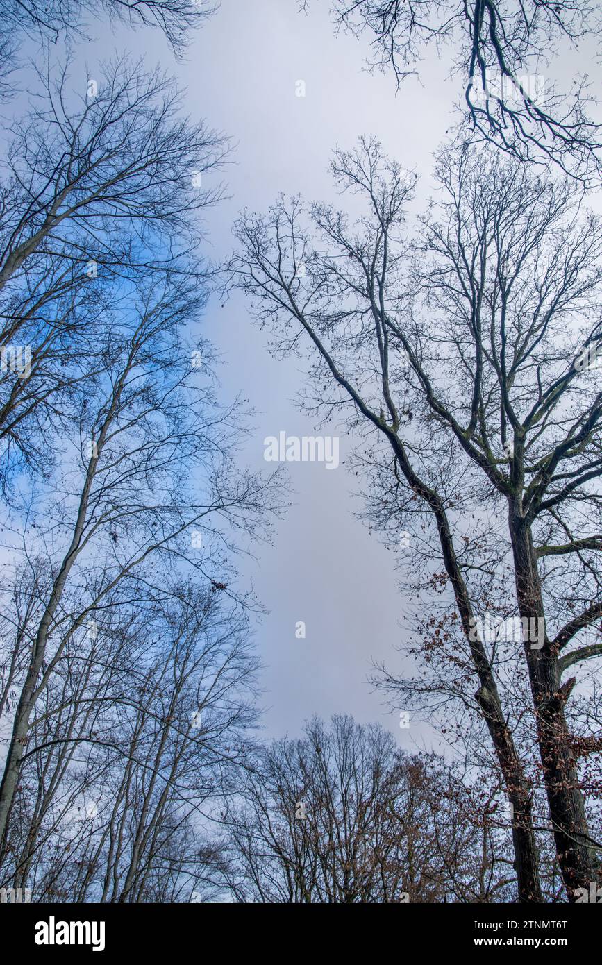 Oak tree from bottom to top hi-res stock photography and images - Alamy