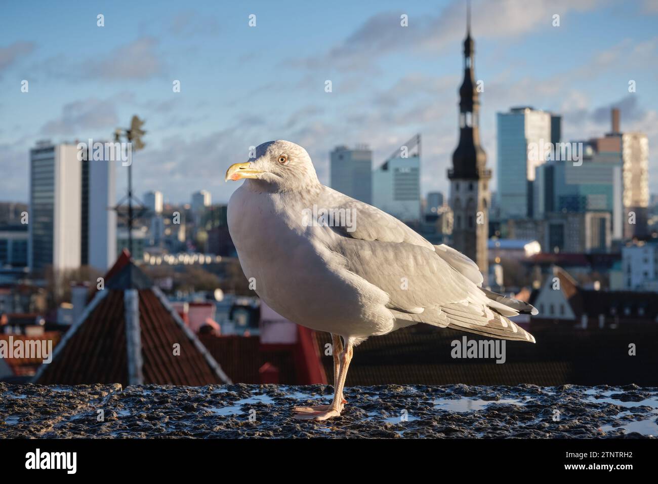 Sea gull on an observation deck of old Tallinn. Seagull against the ...