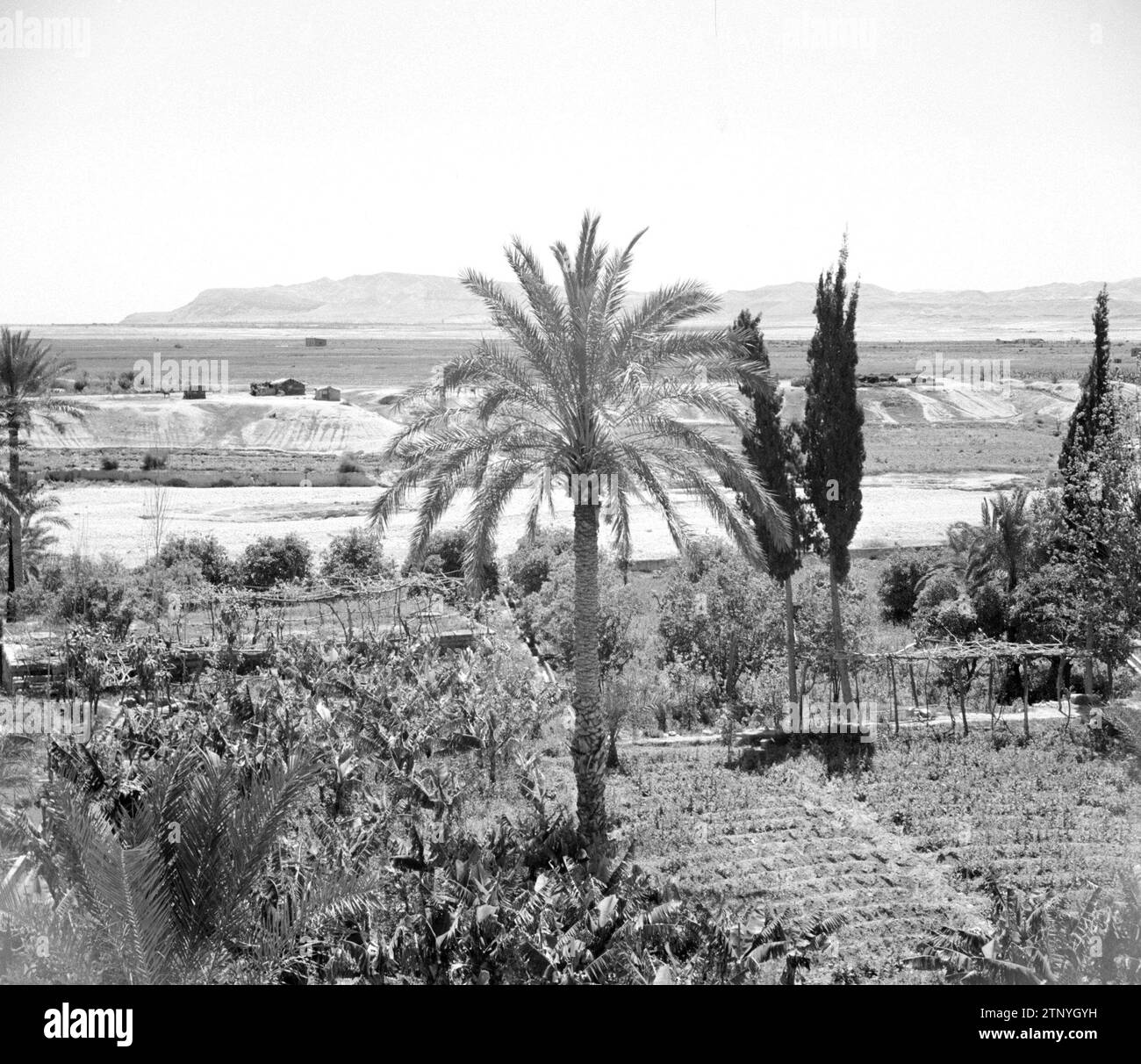 Landscape near Jericho. The plain of the Dead Sea ca. 1950-1955 Stock ...