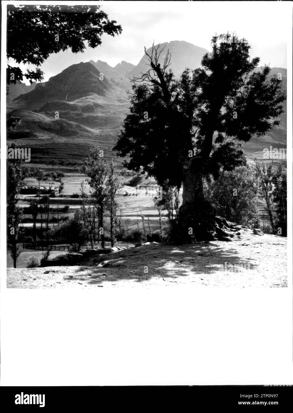 12/31/1949. Maraña and its colossus Mampodre. A Millennial Ash Tree ...