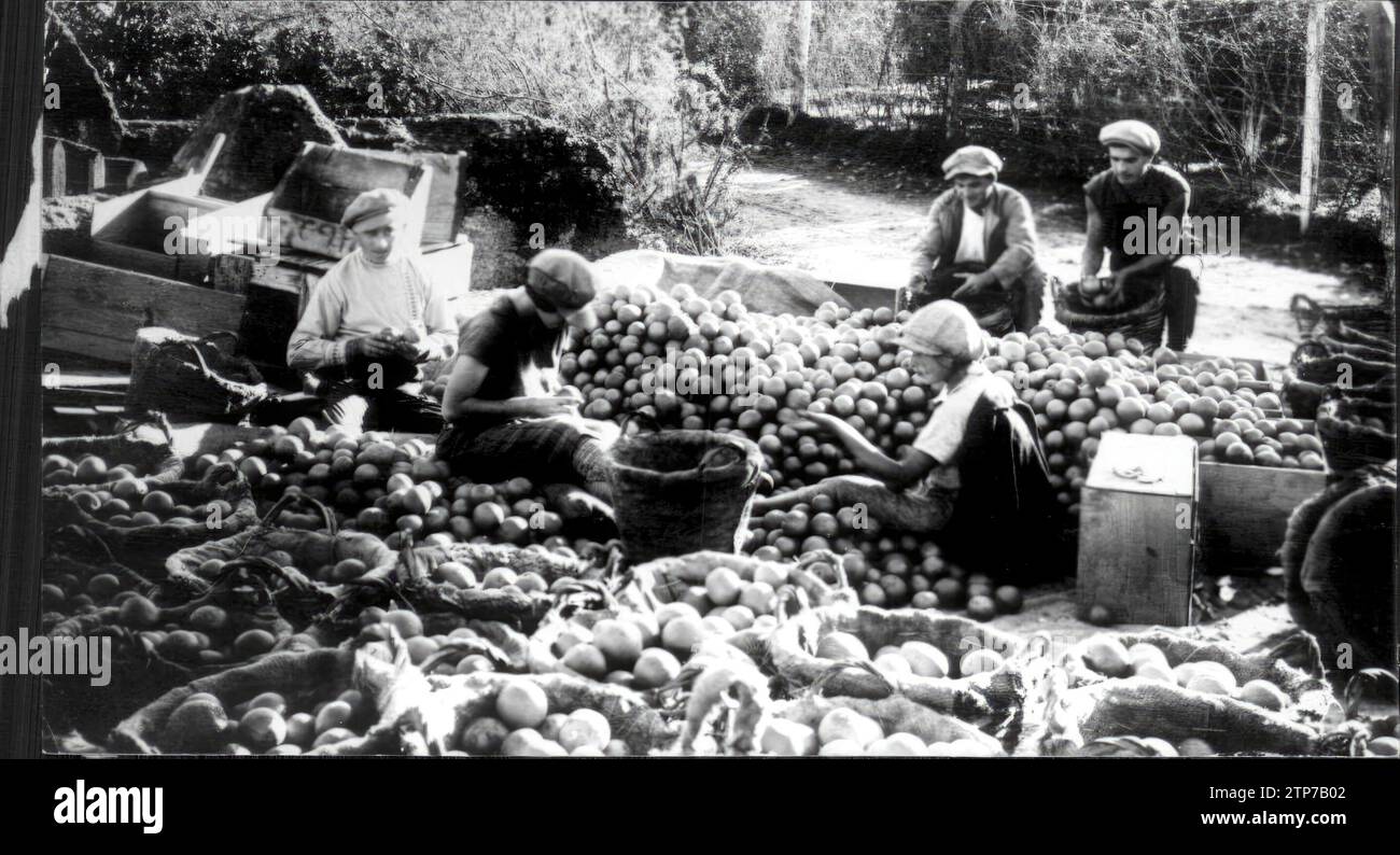 12/31/1929. Harvesting Oranges in Palestine. They are carefully ...