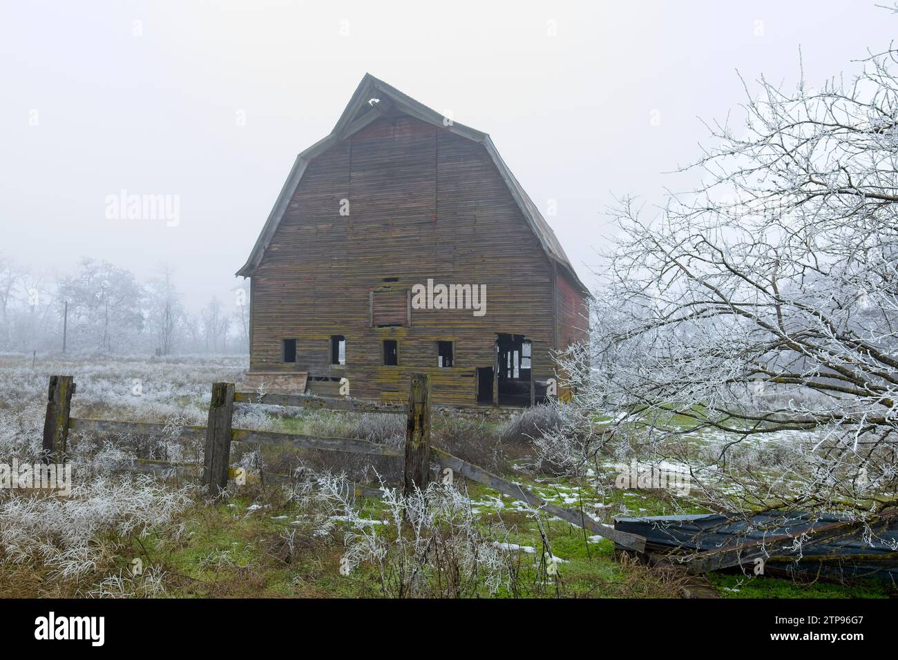 An old barn stands in a partly snow covered field on a foggy early ...
