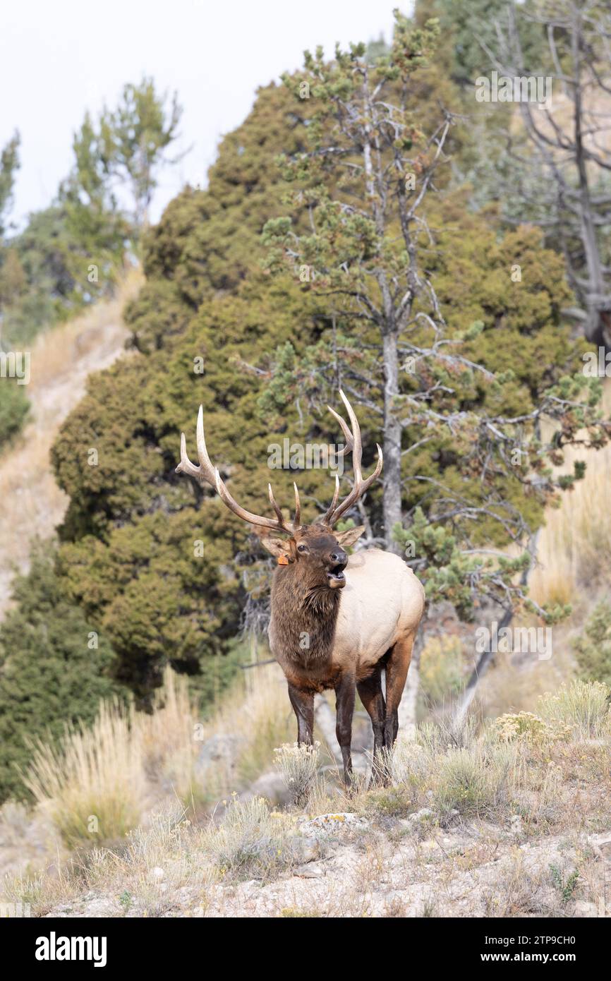 Male elk bugling during rutting season in Yellowstone National Park ...