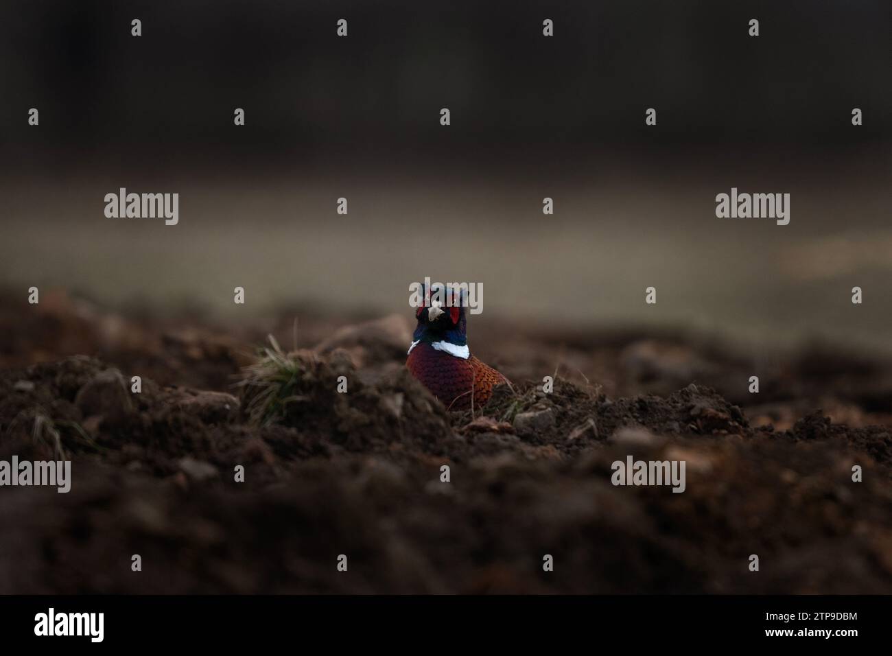 Common pheasant during mating season. Flock of pheasants with dominant male. Spring in Europe ...