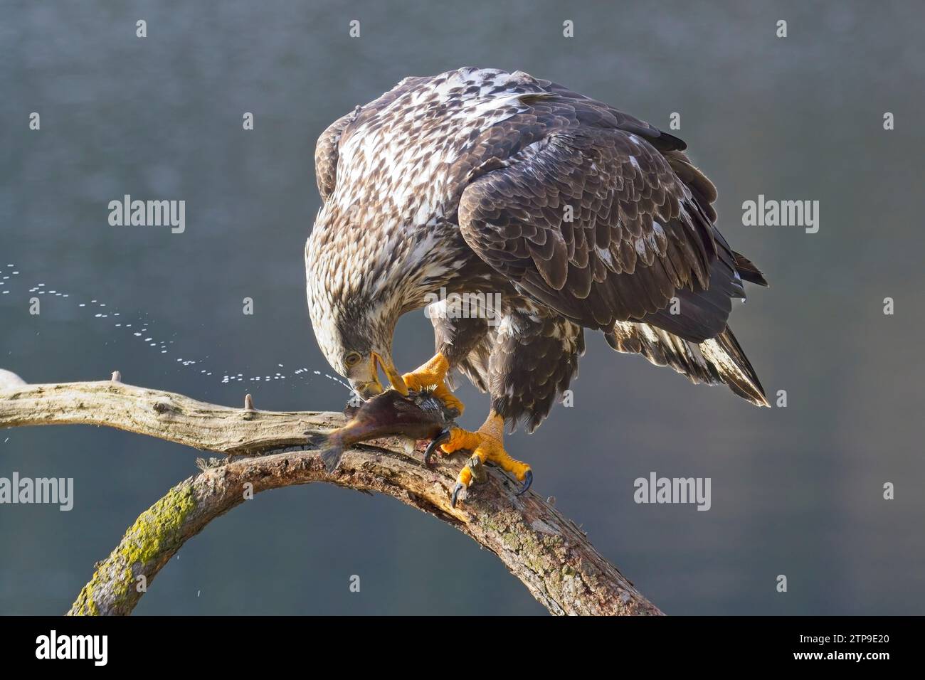 A juvenile bald eagle perched on a branch bites into a fish and causes ...