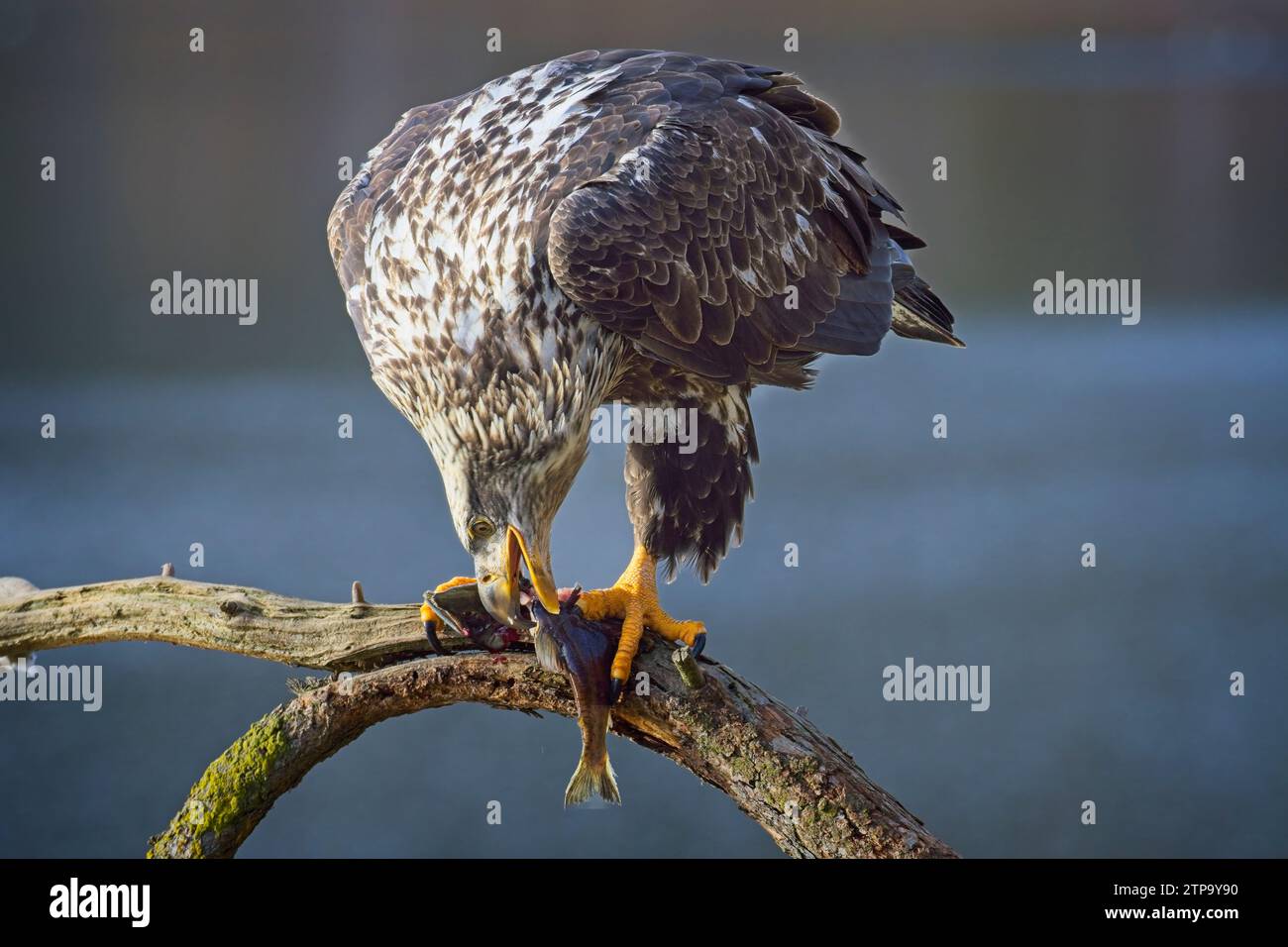 A juvenile bald eagle perched on a branch bites into a fish it just ...