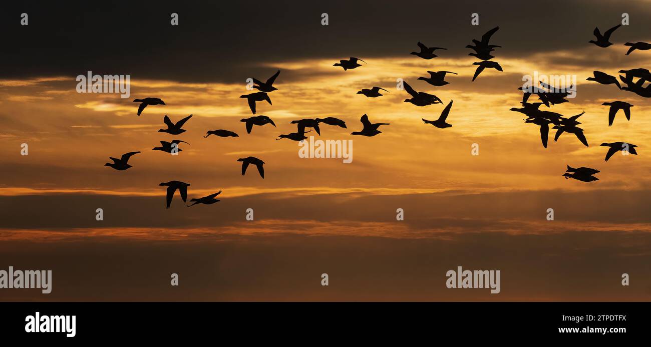 Brant flock flight against moody evening sky Stock Photo - Alamy