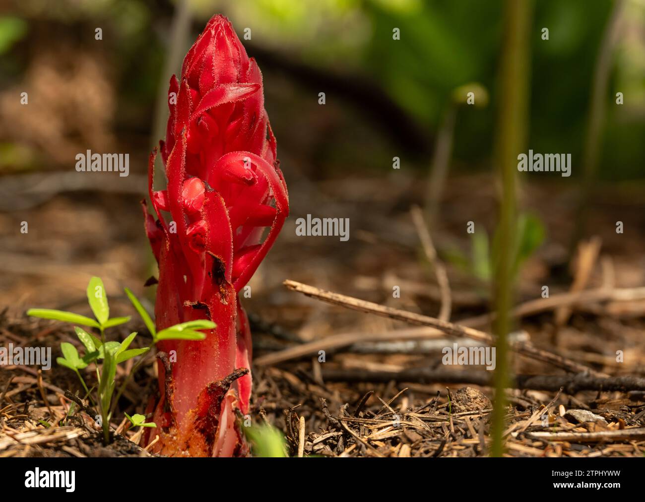 Layers of Red Snow Plant Unravel as it Blooms out of Ground in Sierra ...