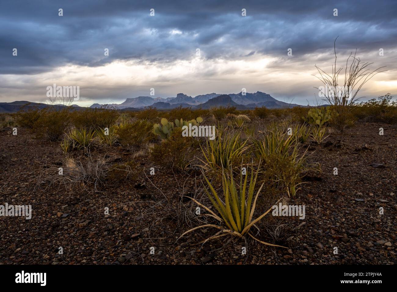 Lechuguilla and Prickly Pear In The Desert Below Chisos Mountains in ...